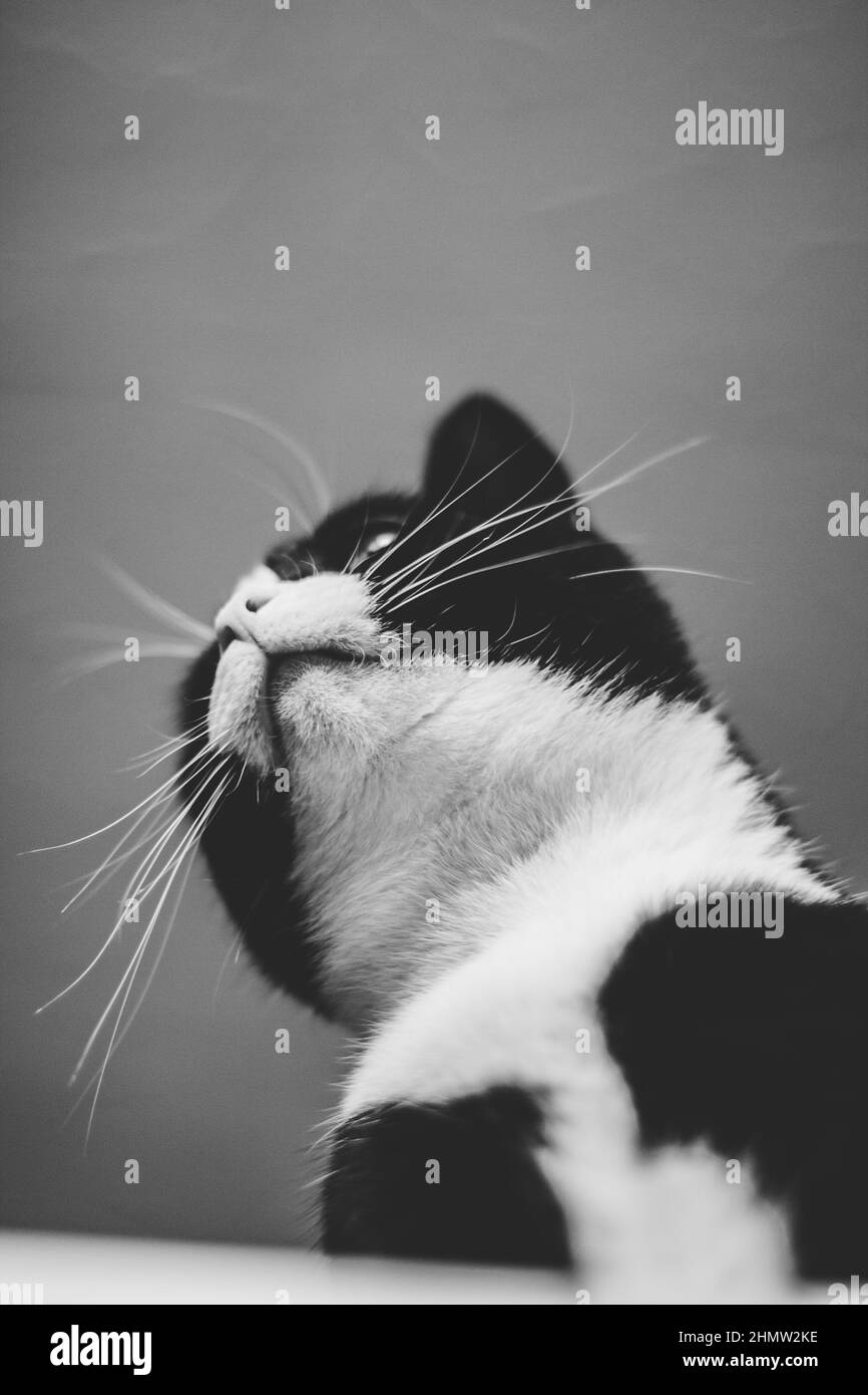 Lustige schwarze katze -Fotos und -Bildmaterial in hoher Auflösung – Alamy