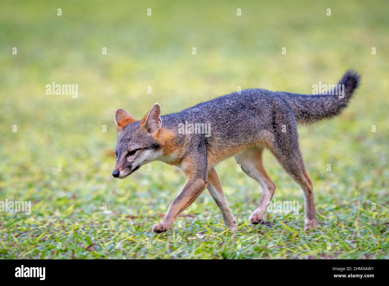 Guatemaltekischer graufuchs -Fotos und -Bildmaterial in hoher Auflösung ...