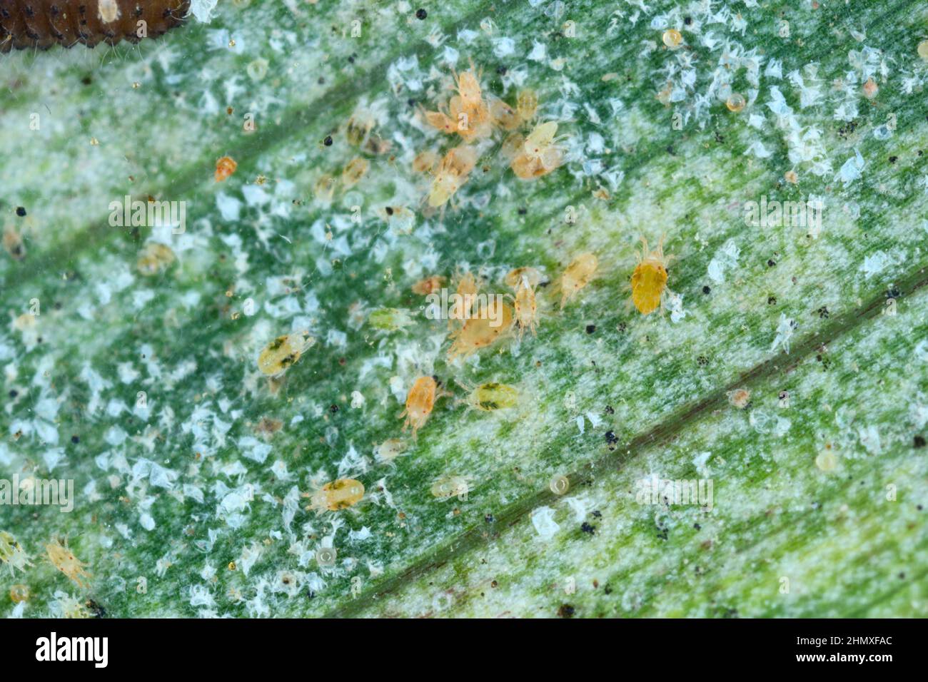 Tetranychus urticae Tetranychidae (Rotspinnenmilbe oder Zweifleckige ...