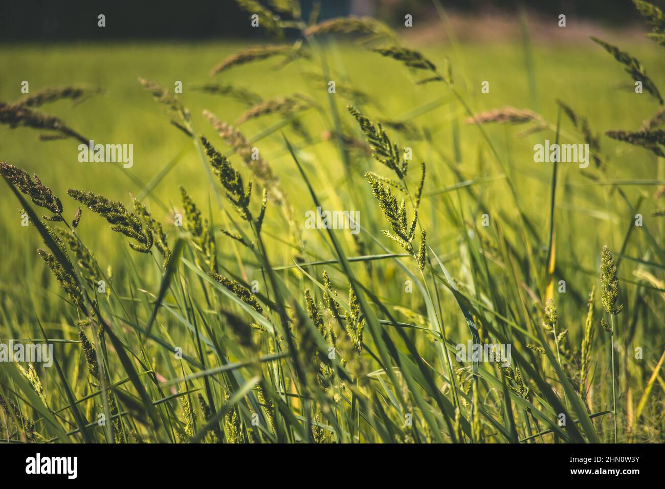 Reispflanze - Oryza Sativa - allgemein bekannt als asiatischer Reis ...