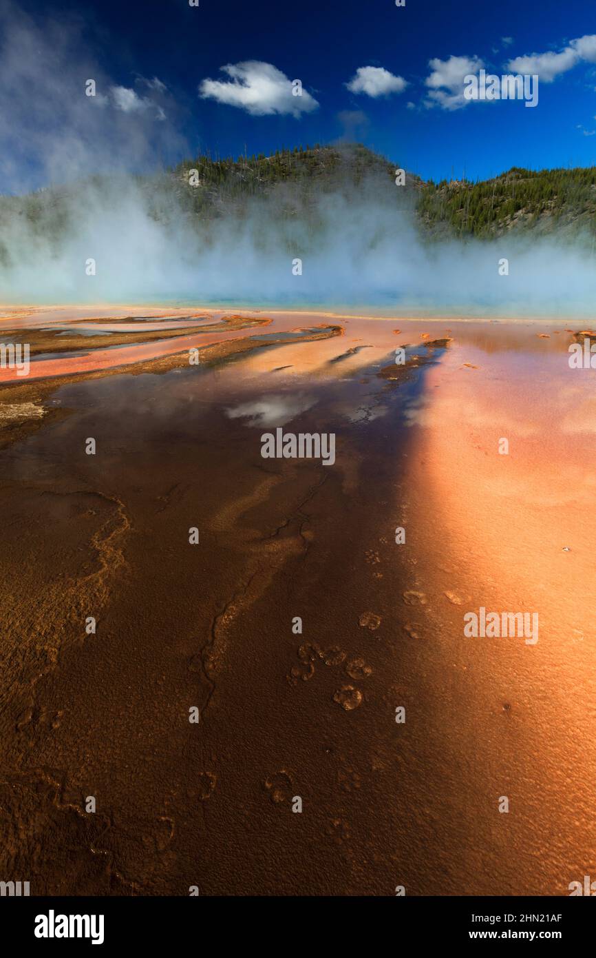 Grand prismatic spring bison -Fotos und -Bildmaterial in hoher ...