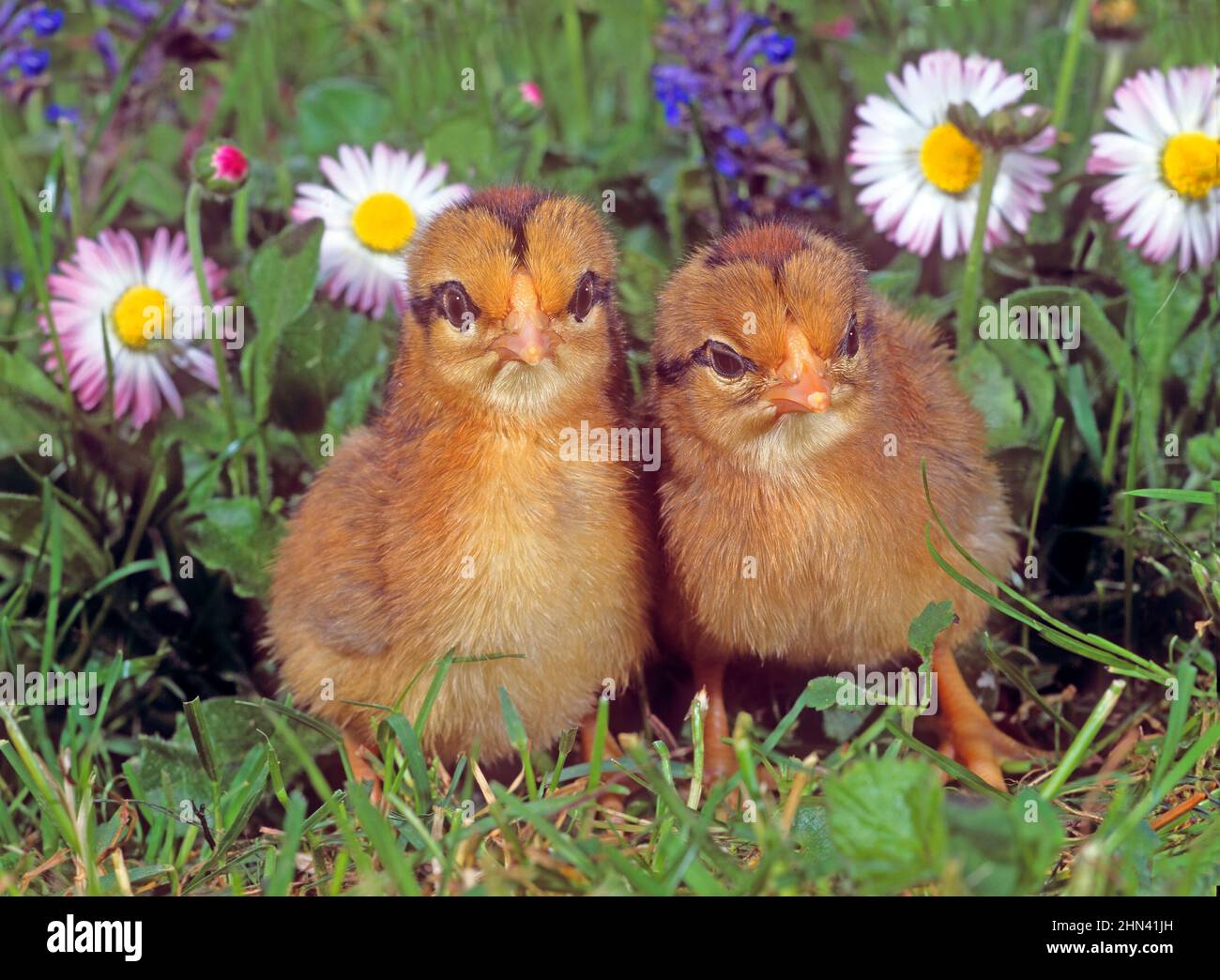 Heimisches Huhn. Drei Küken stehen nebeneinander auf einer Wiese mit ...