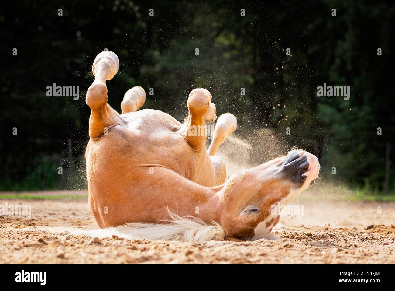 Haflinger europa -Fotos und -Bildmaterial in hoher Auflösung – Alamy