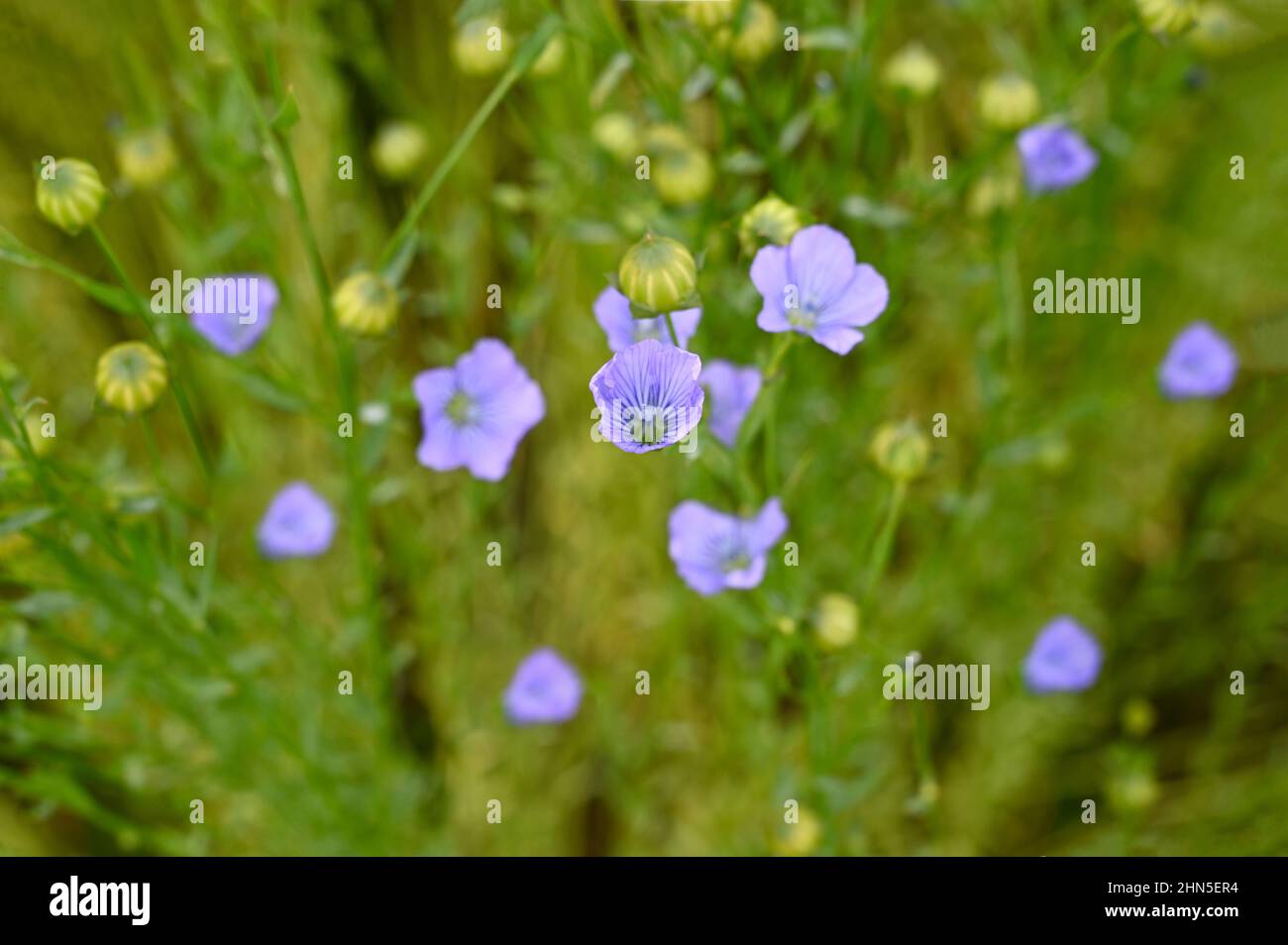 Textile fibre -Fotos und -Bildmaterial in hoher Auflösung – Alamy