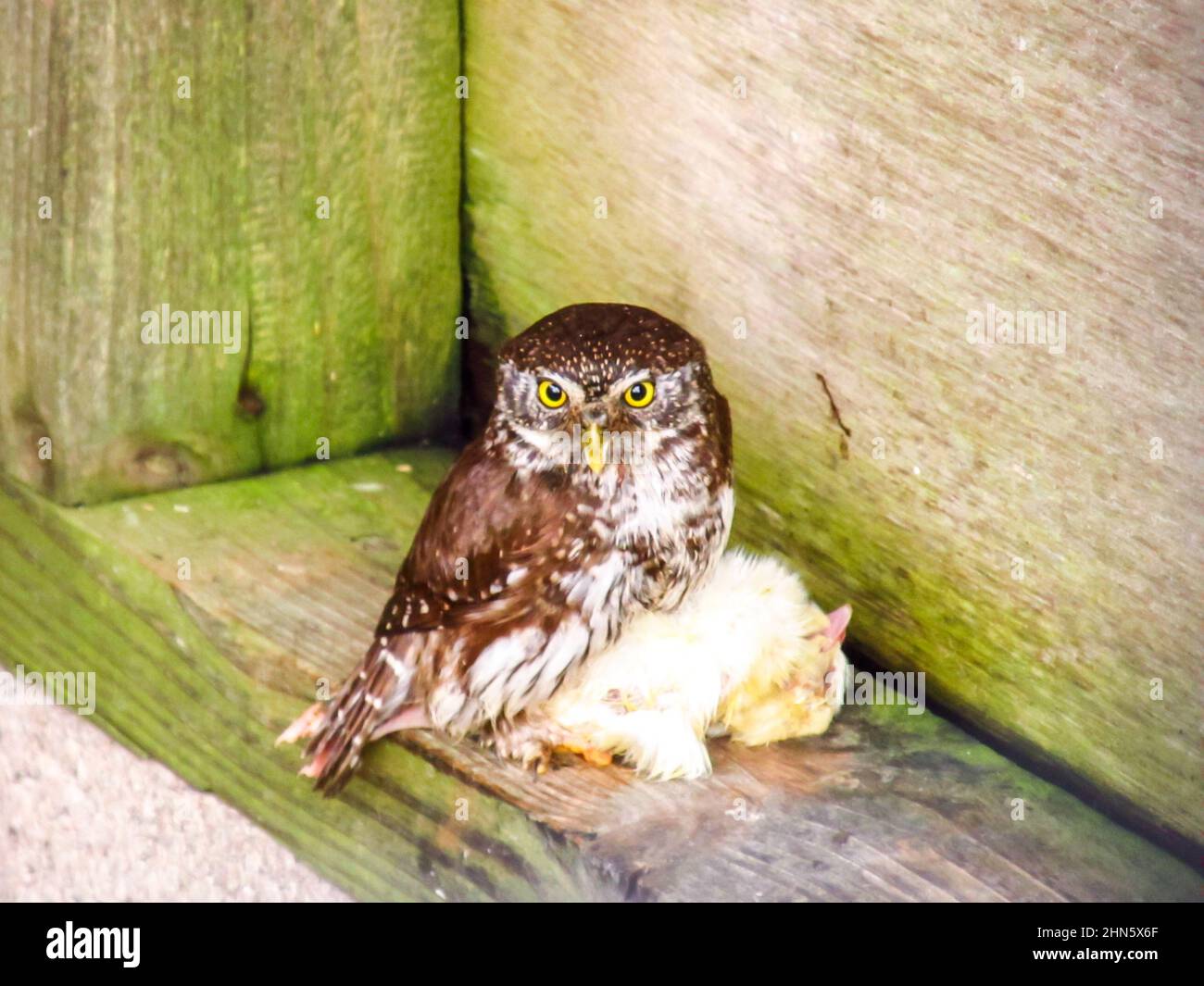 Die tamaulipas zwergeule -Fotos und -Bildmaterial in hoher Auflösung ...