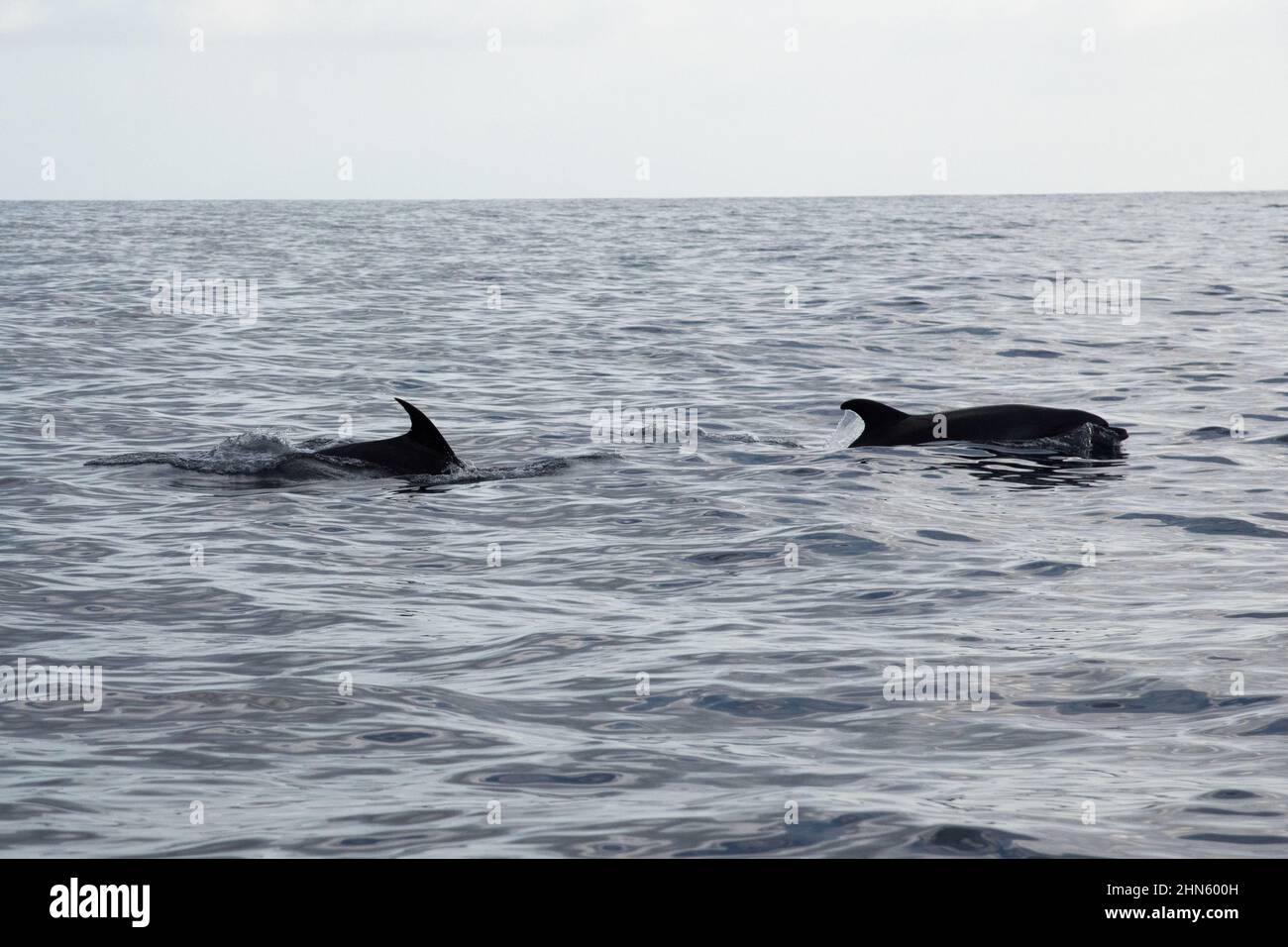 Vor der Südküste von La Gomera auf den Kanarischen Inseln schwimmende ...