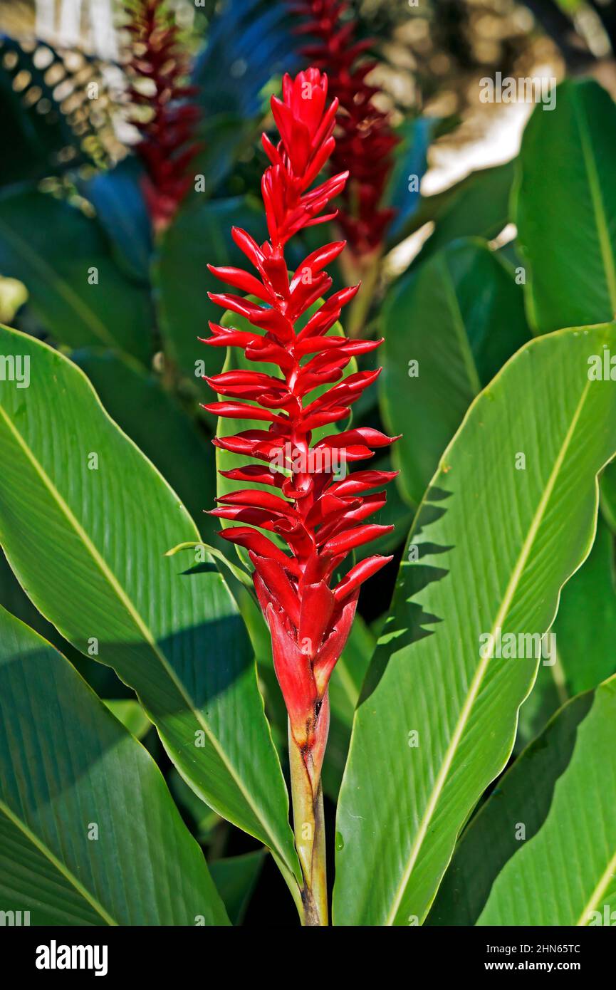Roter ingwer alpinia purpurata -Fotos und -Bildmaterial in hoher ...