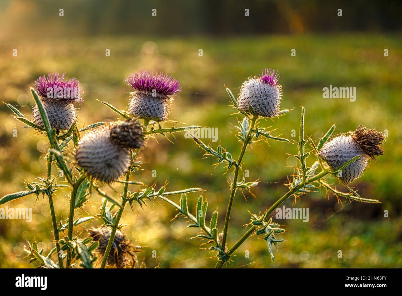 Disteln in der wiese -Fotos und -Bildmaterial in hoher Auflösung – Alamy