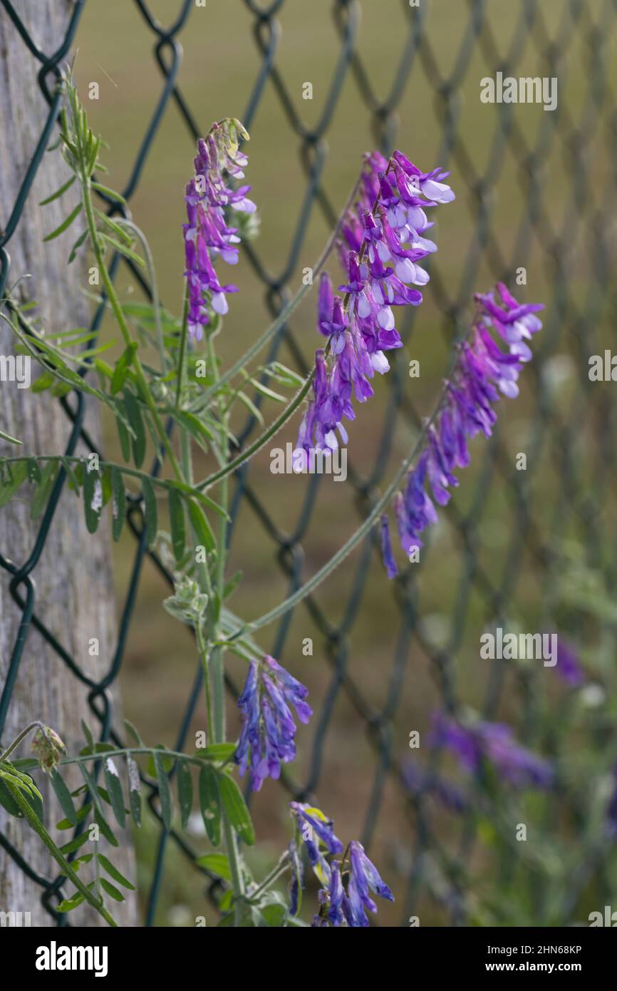 Kahle wicke -Fotos und -Bildmaterial in hoher Auflösung – Alamy