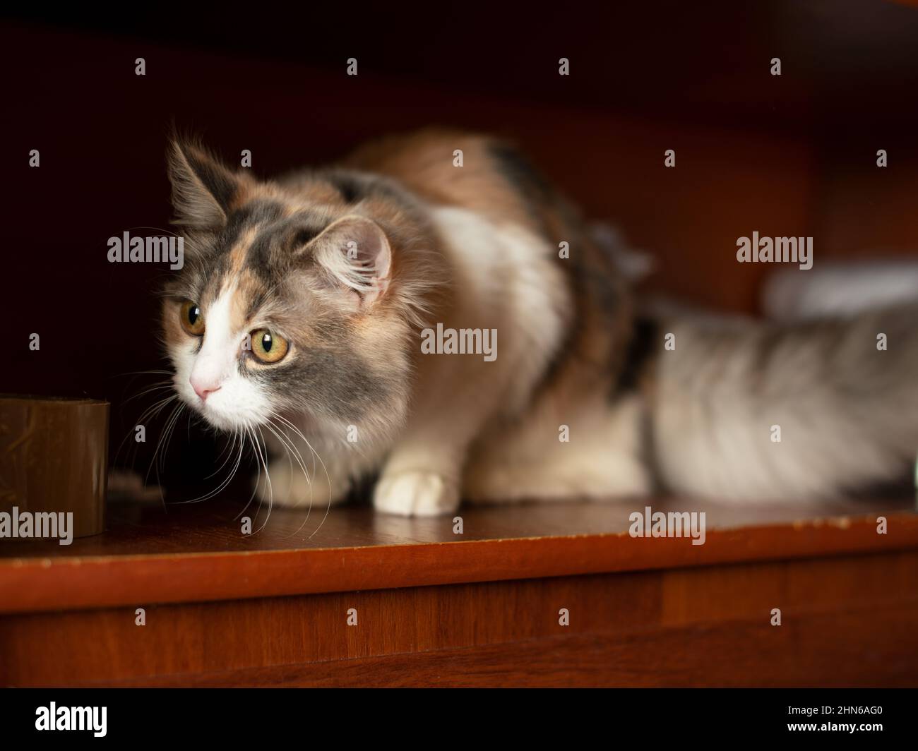 Helle katze -Fotos und -Bildmaterial in hoher Auflösung – Alamy