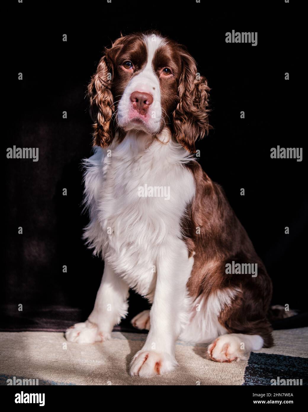 Englischer springer spanielkopf -Fotos und -Bildmaterial in hoher ...