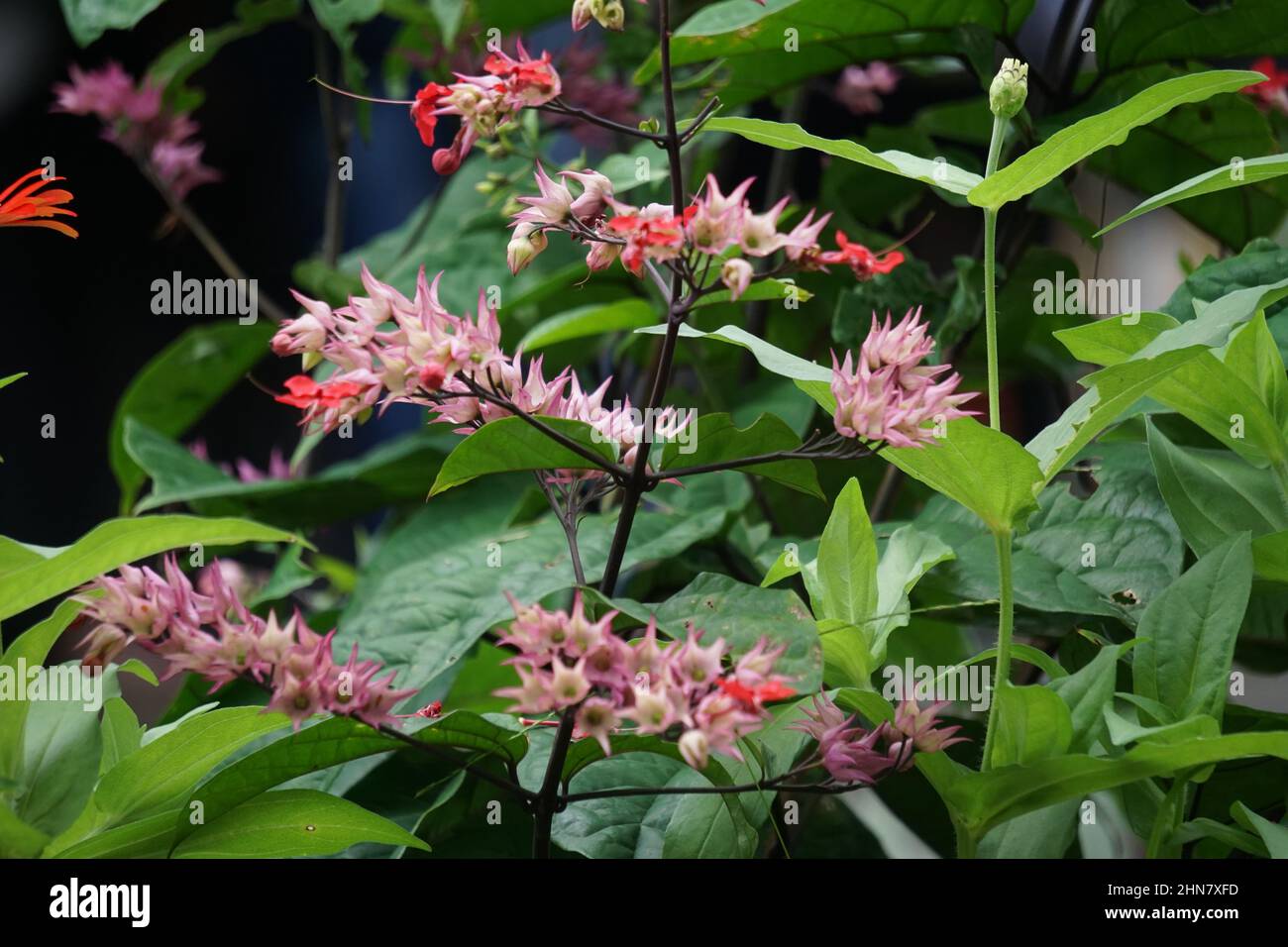Daphnes blühen auf dem Baum. Daphnes sind Pflanzen mit einer Gattung ...