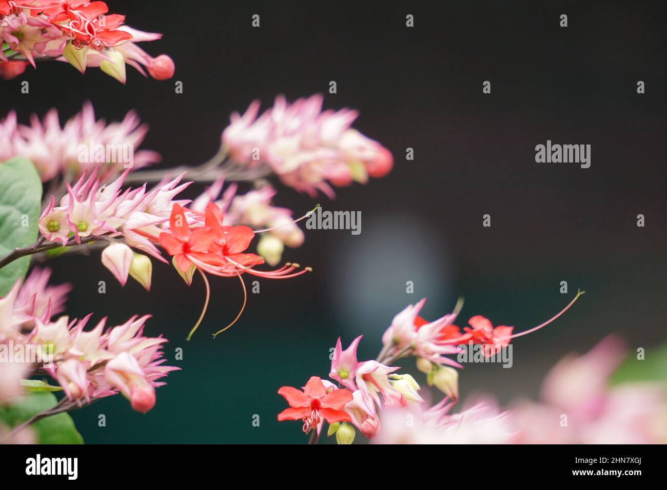 Daphnes blühen auf dem Baum. Daphnes sind Pflanzen mit einer Gattung ...