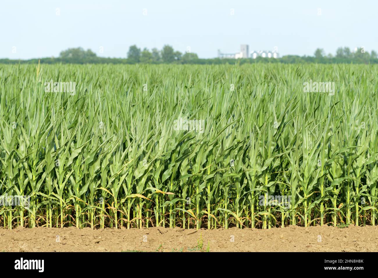 Der mais ist so hoch -Fotos und -Bildmaterial in hoher Auflösung – Alamy
