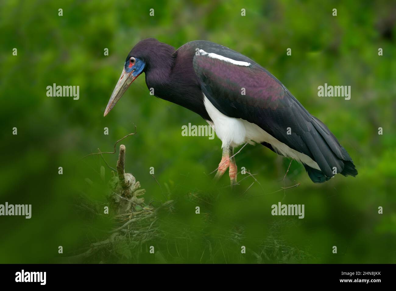Abdim-Weißbauchstorch, Ciconia abdimii, der im Gras, Okavango-Delta ...