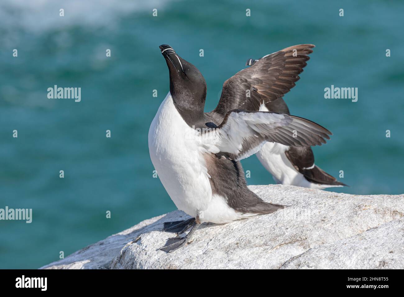 Alca torda vogel -Fotos und -Bildmaterial in hoher Auflösung – Alamy