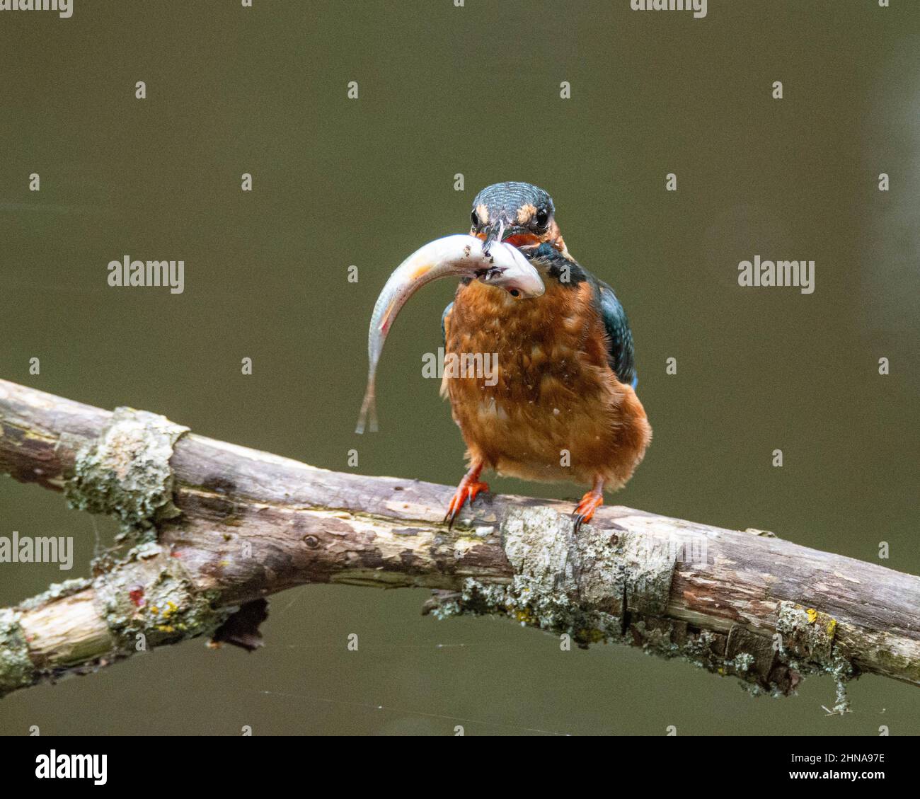 Ein gemeiner eisvogel, der einen fisch isst -Fotos und -Bildmaterial in ...