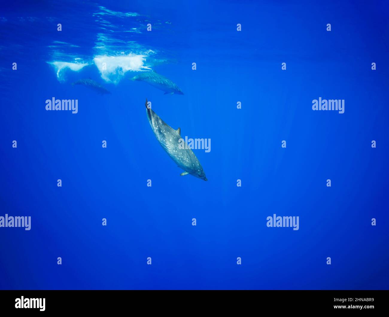 Die Schnabelwale von Blainville, Mesoplodon densirostris, sind ein ...