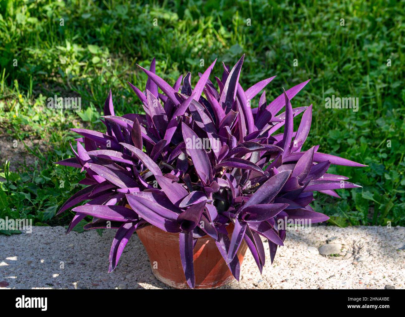 Dekorative lila tradescantia in einem Blumentopf.Nahaufnahme ...