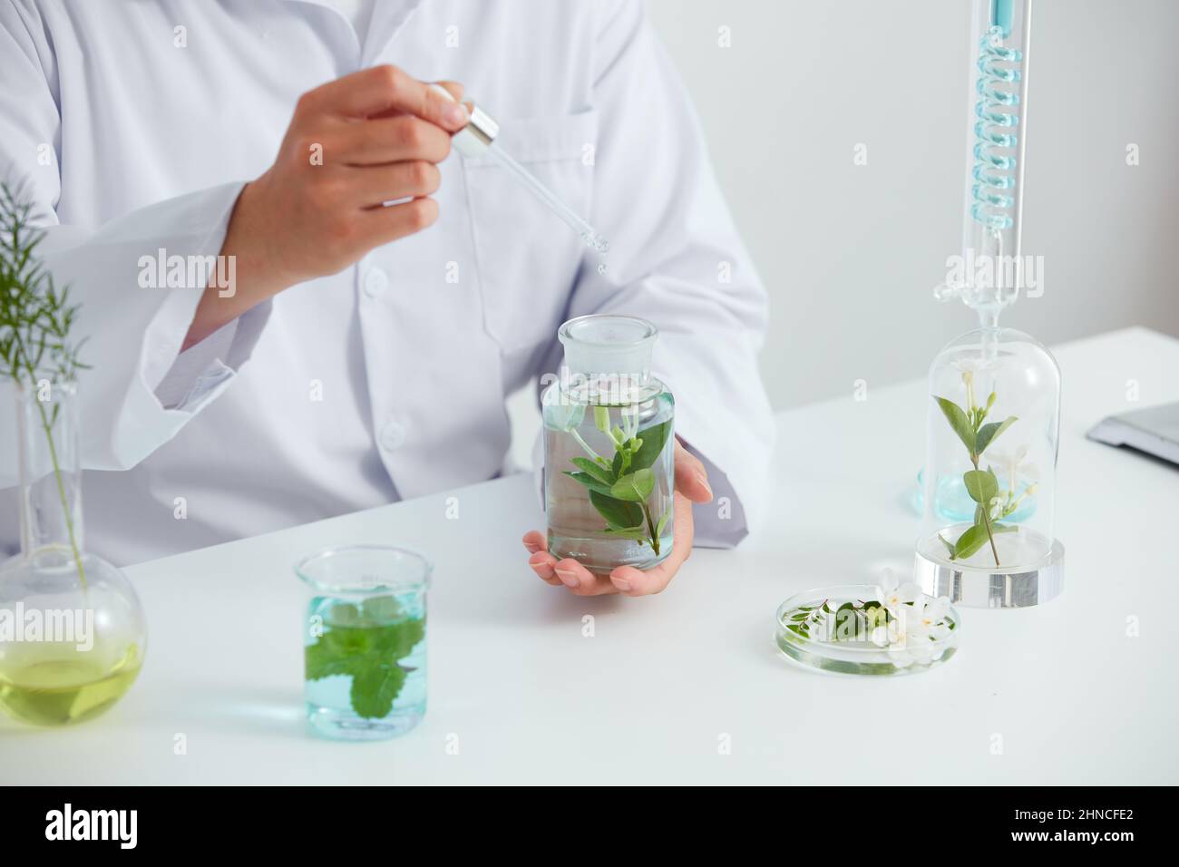 Pflanzen und Blumen extrahieren in Petrischale und einem weißen ...