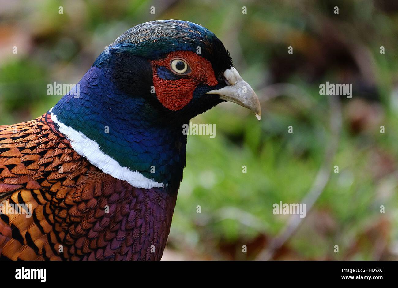 Fasane sind Vögel mehrerer Gattungen innerhalb der Familie Phasianidae ...