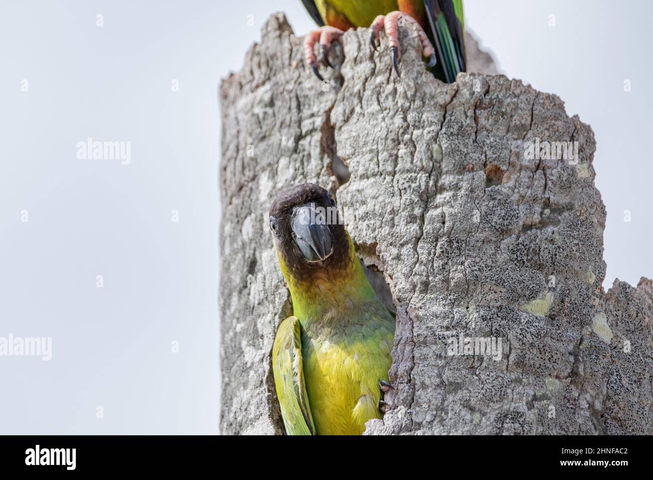 Papagei posiert -Fotos und -Bildmaterial in hoher Auflösung – Alamy