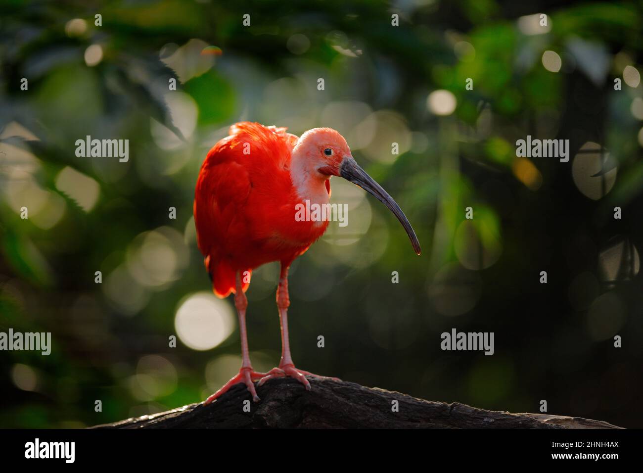 Scharlachrote Ibis, Eudocimus ruber, exotischer Vogel im Naturwald ...