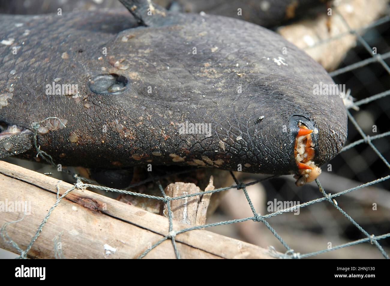 Riechen gestank fisch -Fotos und -Bildmaterial in hoher Auflösung – Alamy
