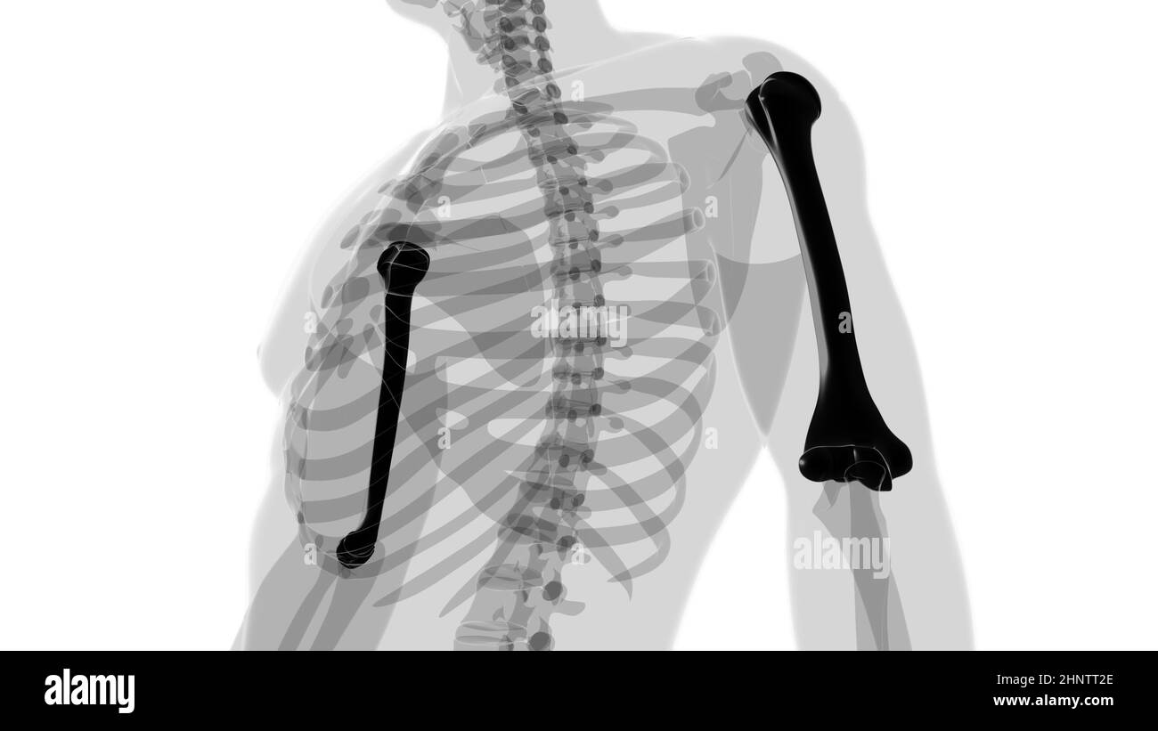 Menschliche Skelett Anatomie Humerus Knochen 3D Rendering für ...