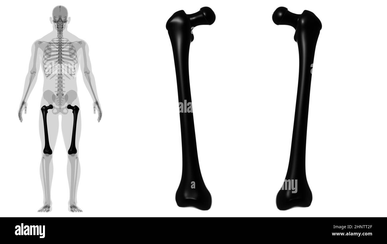 Menschliche Skelett Anatomie Femur Knochen 3D Rendering für ...