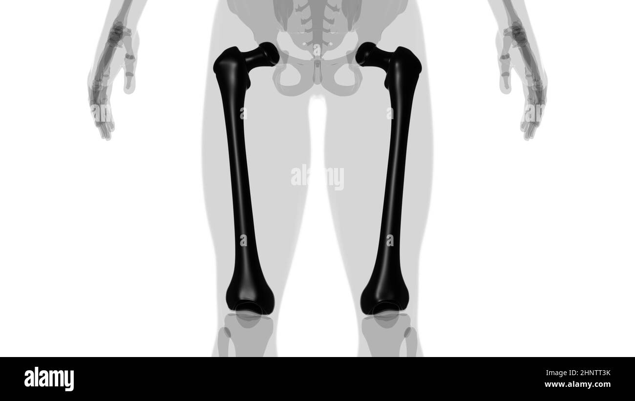 Menschliche Skelett Anatomie Femur Knochen 3D Rendering für ...