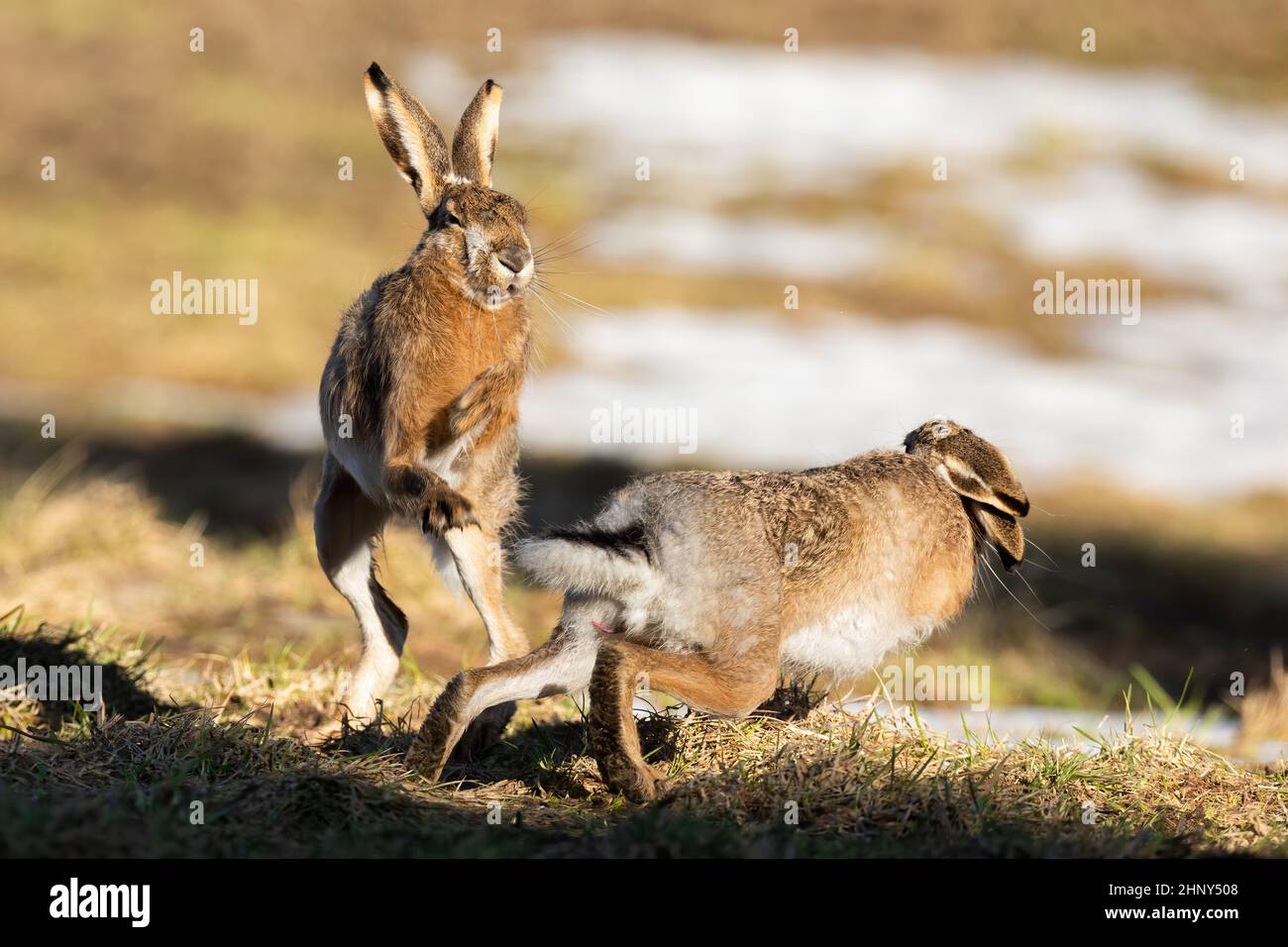 Braune hasen paarung -Fotos und -Bildmaterial in hoher Auflösung – Alamy