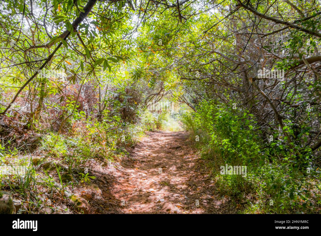 Natur und Wald in Afrika. Wanderweg im Tablemoutain Nationalpark ...