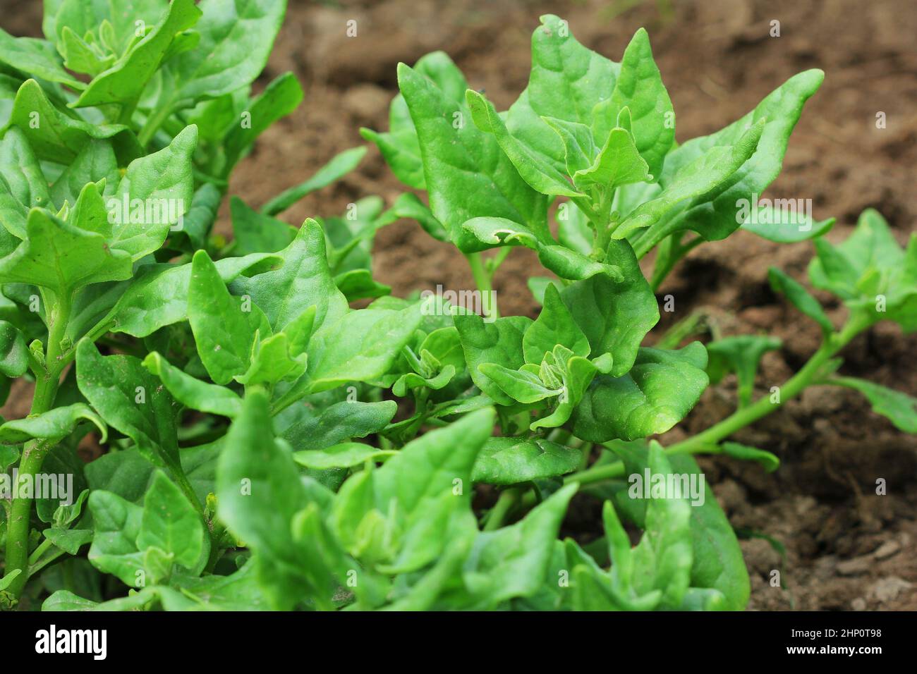 Neuseelaender spinat -Fotos und -Bildmaterial in hoher Auflösung – Alamy