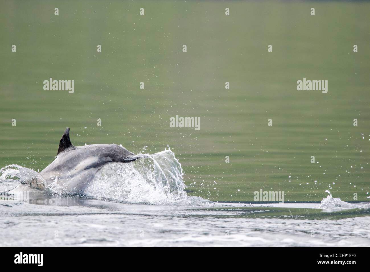 Aktive delfine -Fotos und -Bildmaterial in hoher Auflösung – Alamy