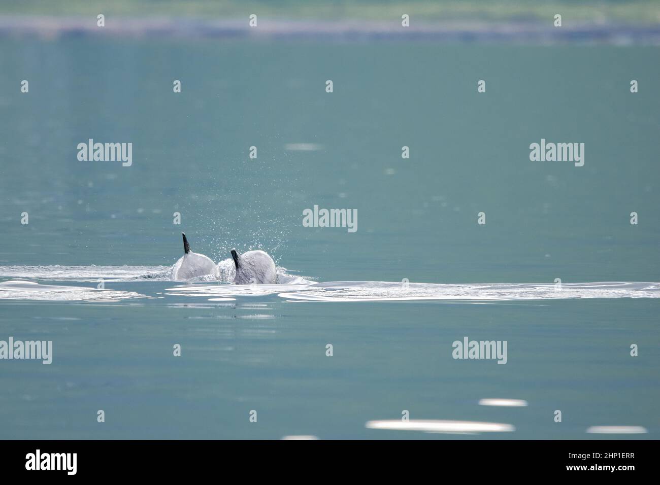 Aktive delfine -Fotos und -Bildmaterial in hoher Auflösung – Alamy