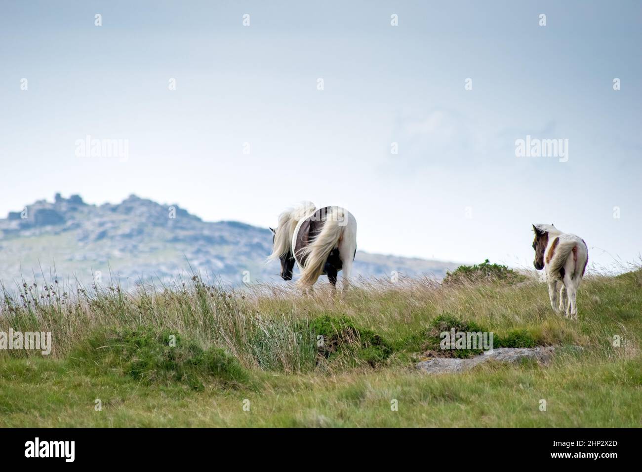 Wilde ponys und menschen -Fotos und -Bildmaterial in hoher Auflösung ...