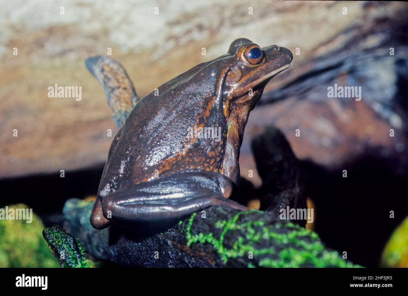 Goldener pfeilgiftfrosch -Fotos und -Bildmaterial in hoher Auflösung ...