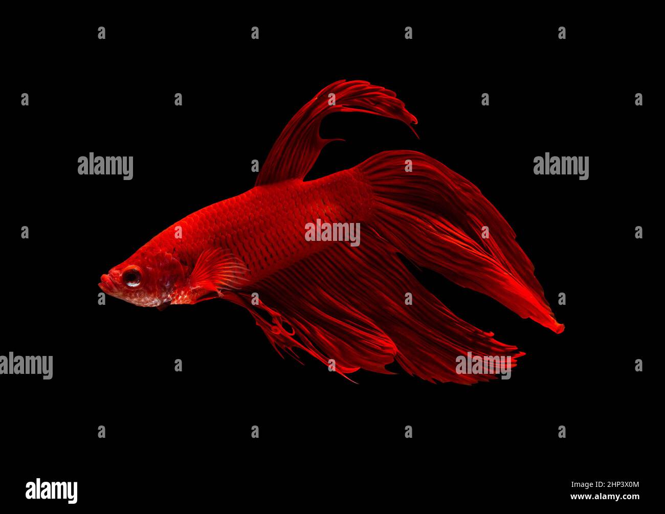 Siamesische Kampffische oder Betta Splendens Fische, beliebte ...