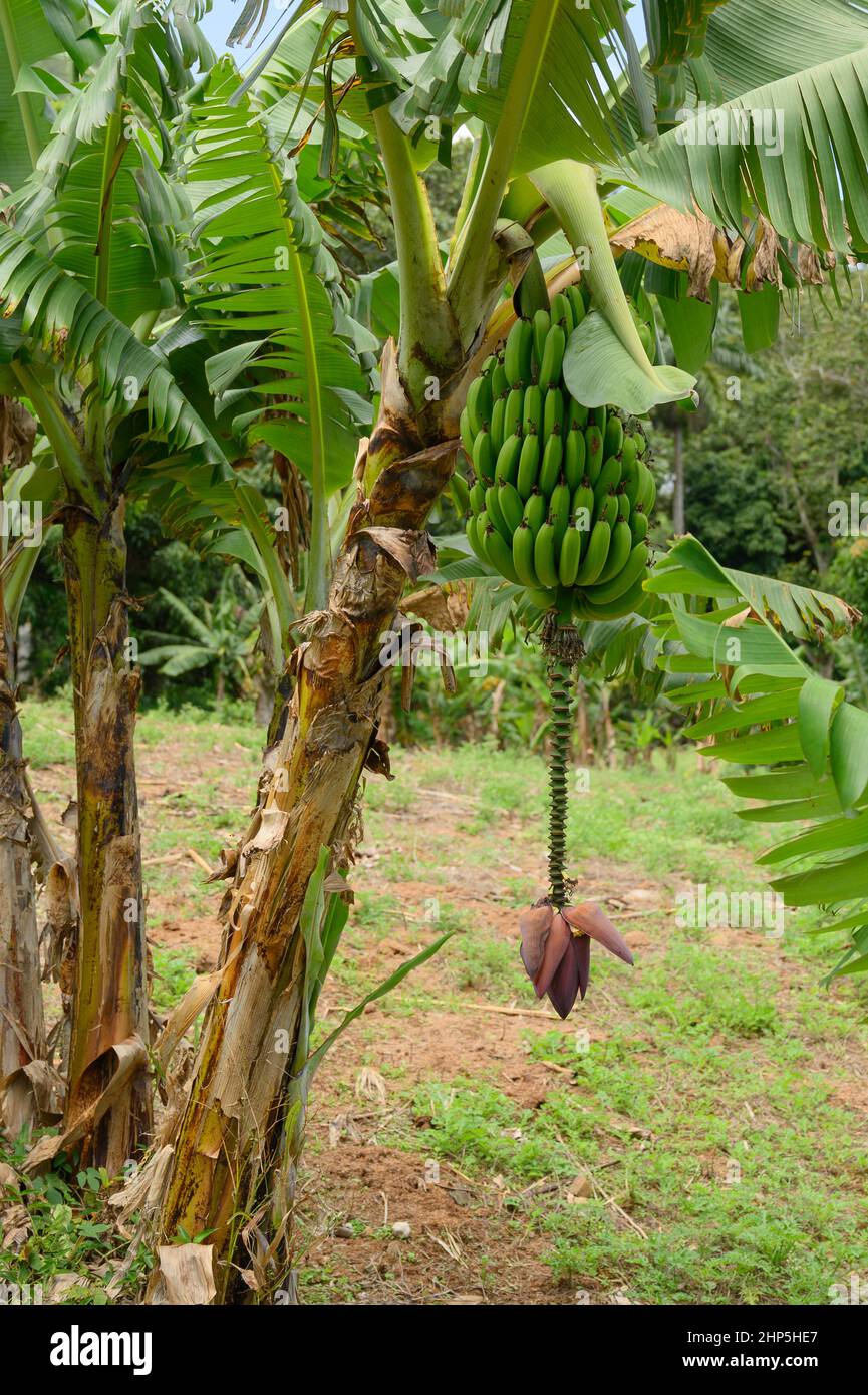 Das Foto zeigt einen Baum mit Bananen. Im Dschungel wächst ein ...