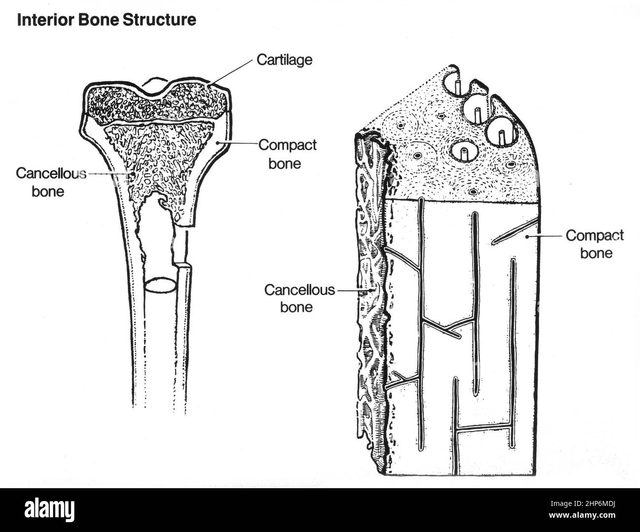 Linienzeichnungen mit innerer Knochenstruktur und Knochenquerschnitt ca ...