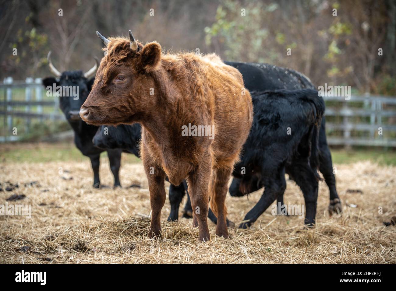 Dexter rinder -Fotos und -Bildmaterial in hoher Auflösung – Alamy