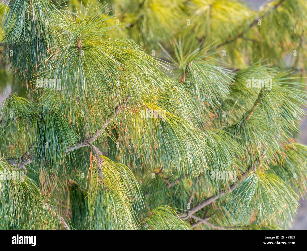 Verwunderlich Baum Mit Langen Nadeln Fotos