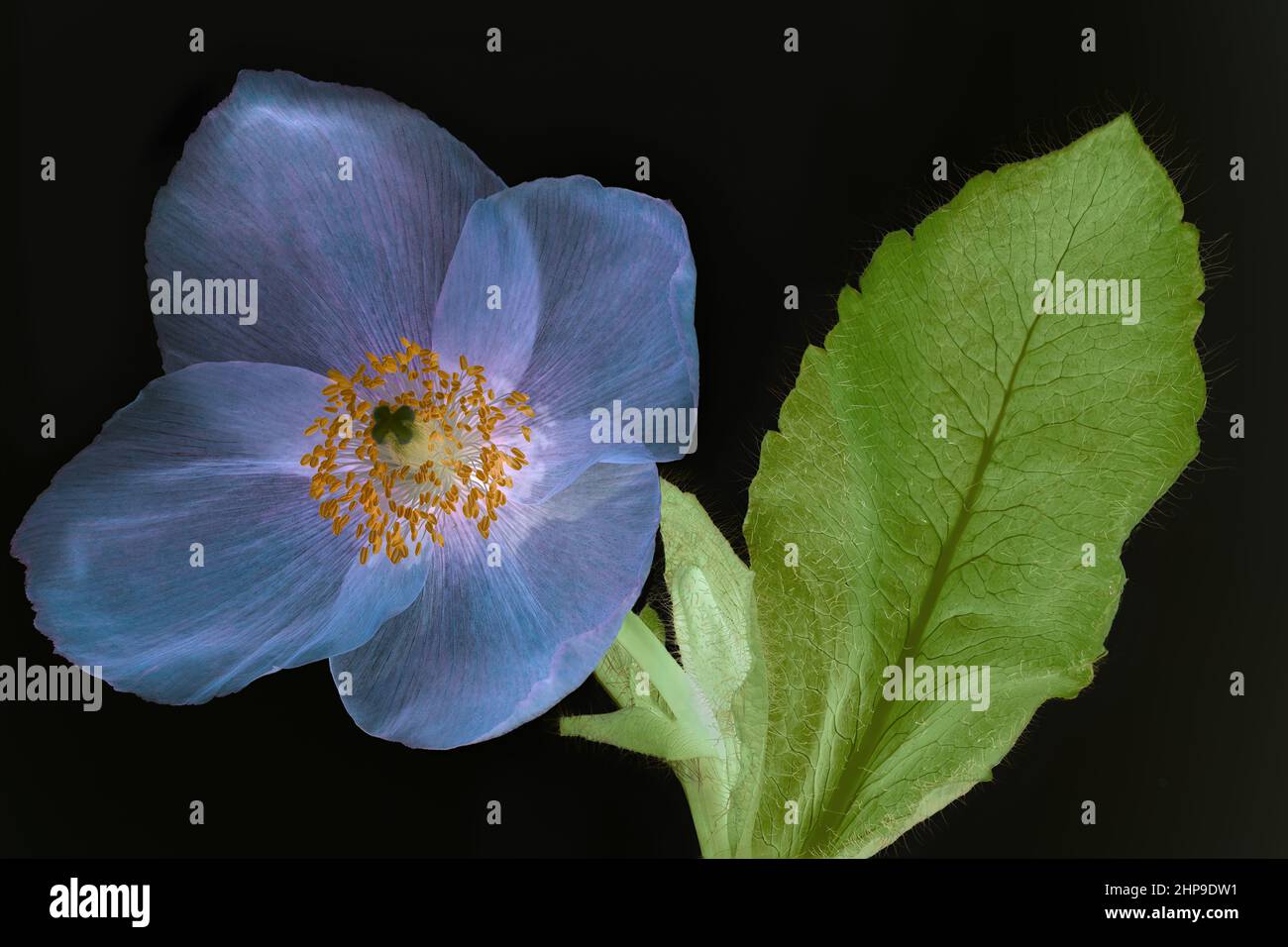 Blaue mohn nahaufnahme -Fotos und -Bildmaterial in hoher Auflösung ...