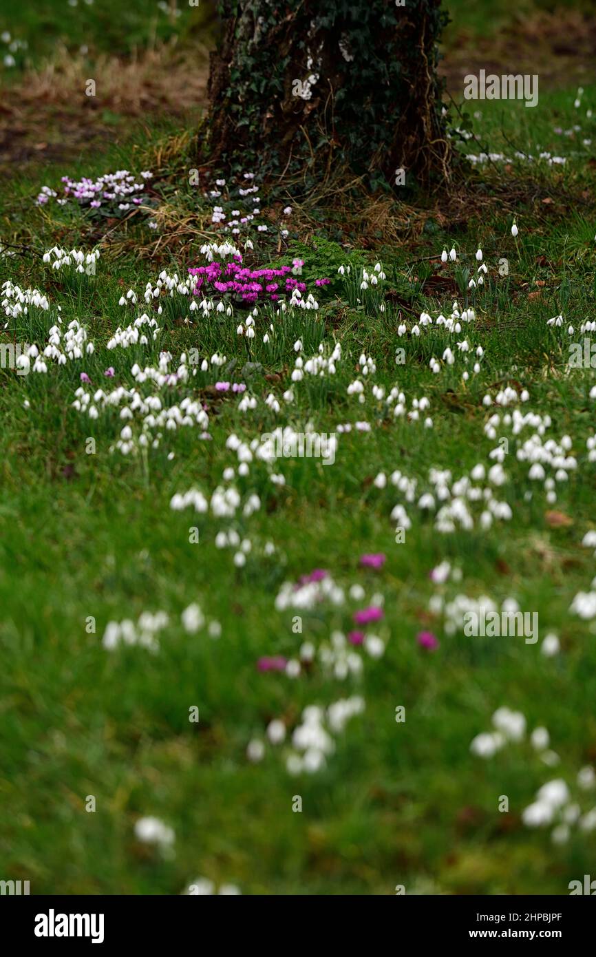 Cyclamen Coum, lila Blüten, galanthus, Schneeglöckchen, Schneeglöckchen ...