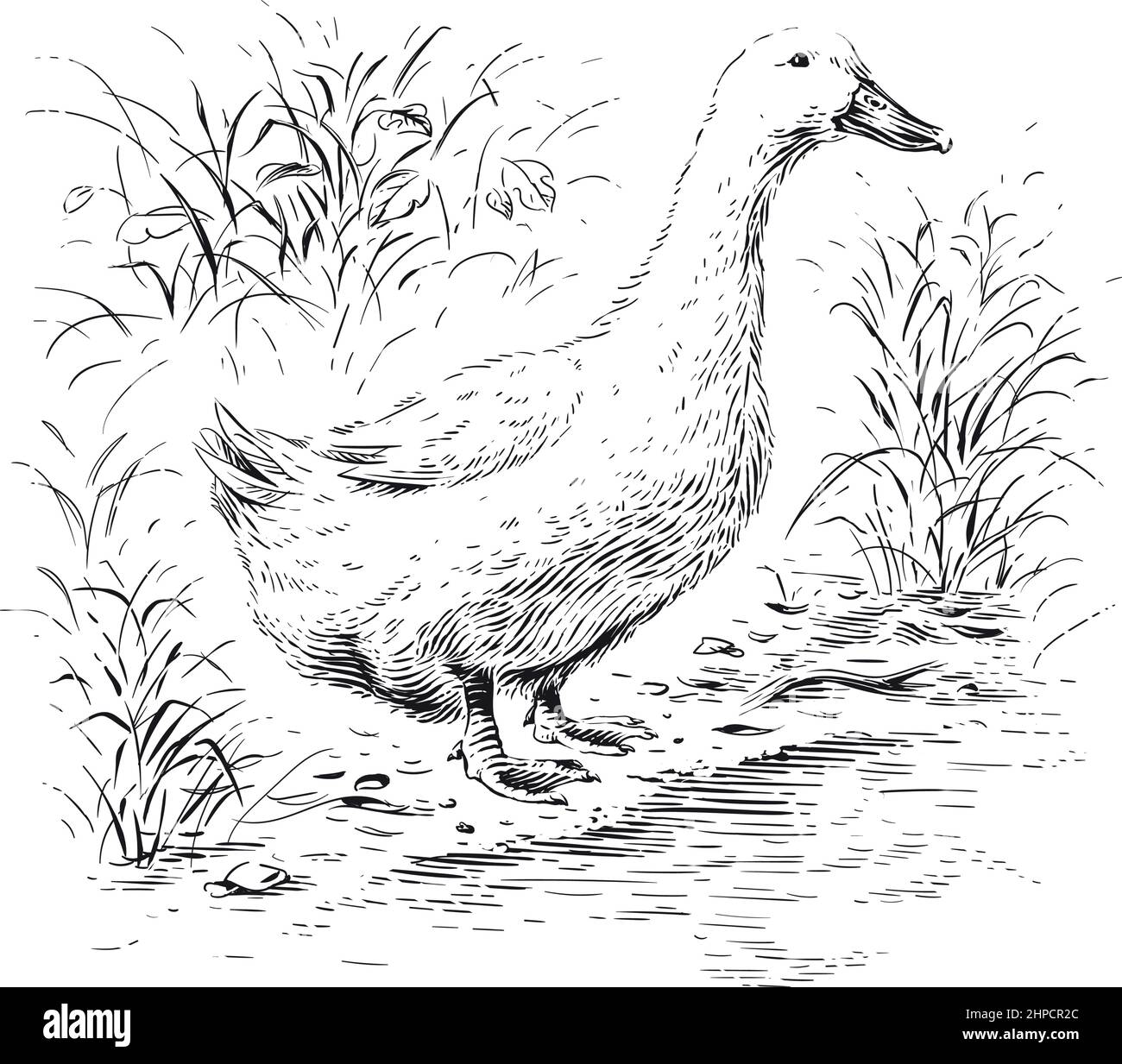 Ente Hand Zeichnung Skizze Gravur Illustration Stil Vektor Stock ...