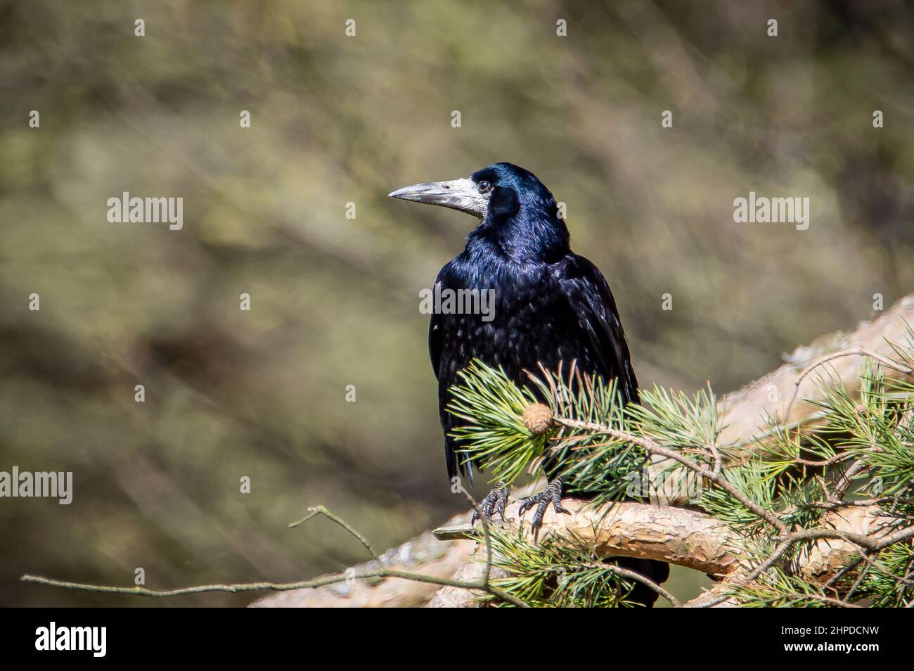 Kiefernwald vogel -Fotos und -Bildmaterial in hoher Auflösung – Alamy