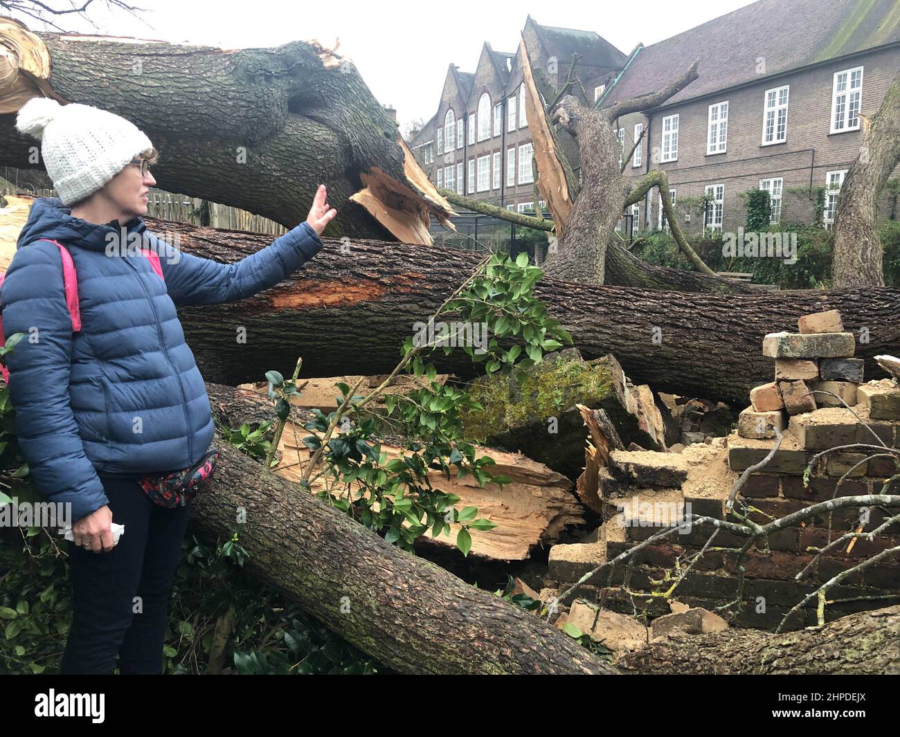 London, Großbritannien. 20th. Februar 2022. Ein historischer Zedernbaum ...