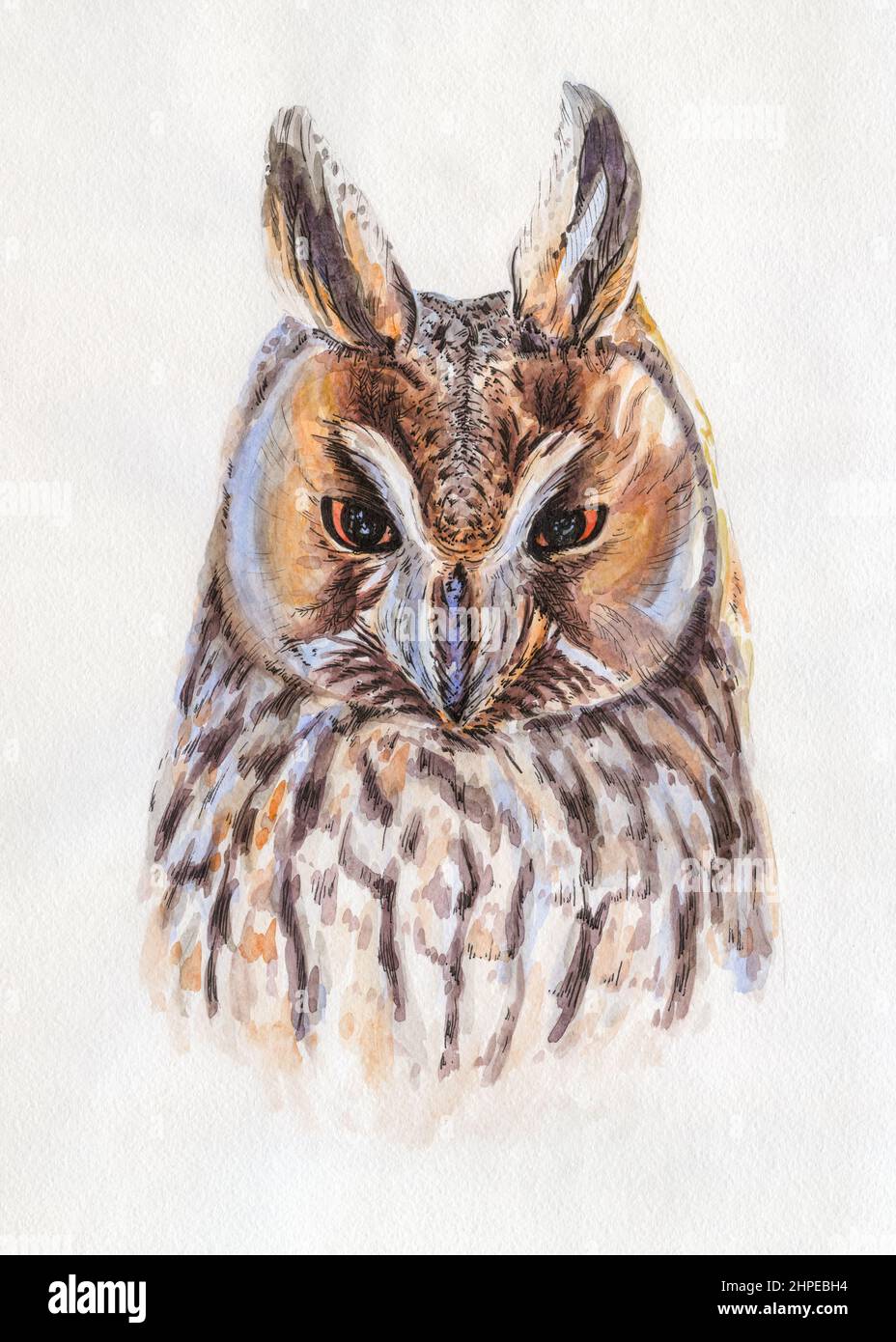 Hand gezeichnete eule -Fotos und -Bildmaterial in hoher Auflösung – Alamy
