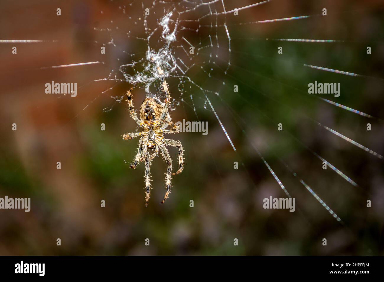 Gartenkreuzspinne in seinem netz -Fotos und -Bildmaterial in hoher ...